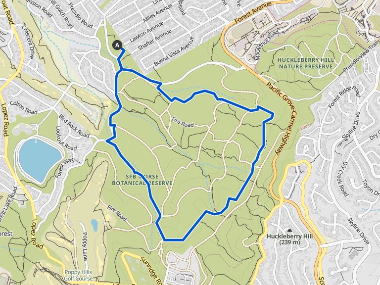 Pętla SFB Morse Botanical Reserve | wycieczka piesza | Komoot